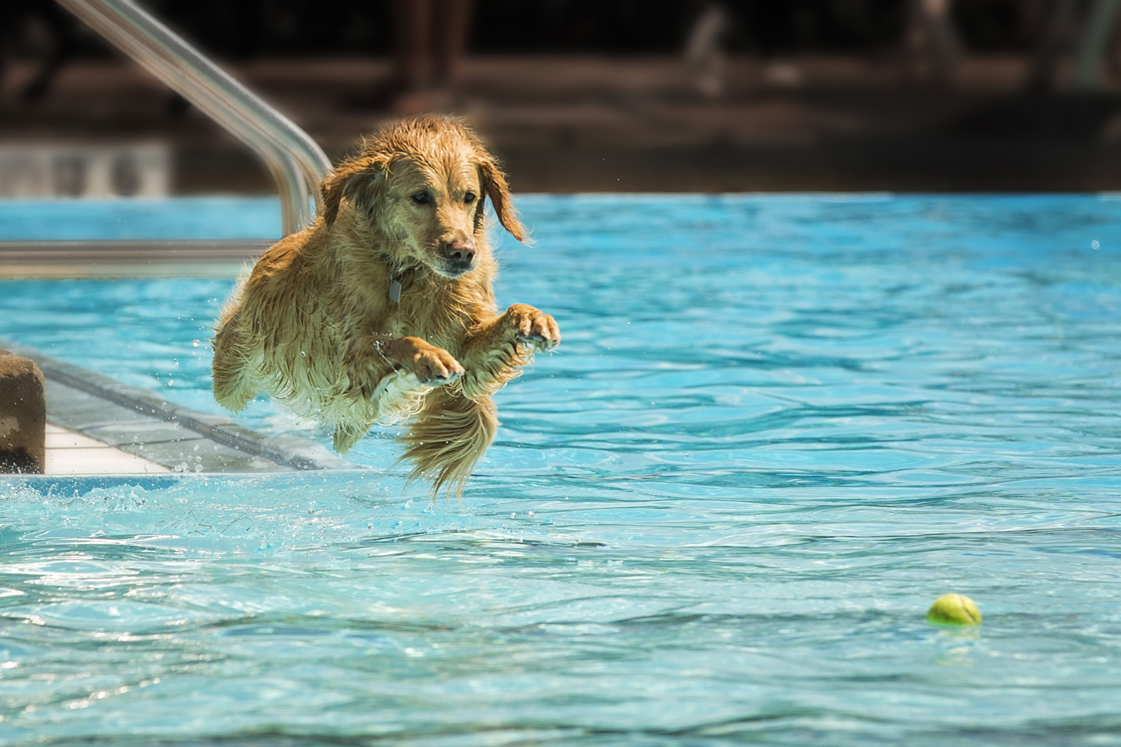 Pet Poolooza | Manhattan, KS - littleleapling.com