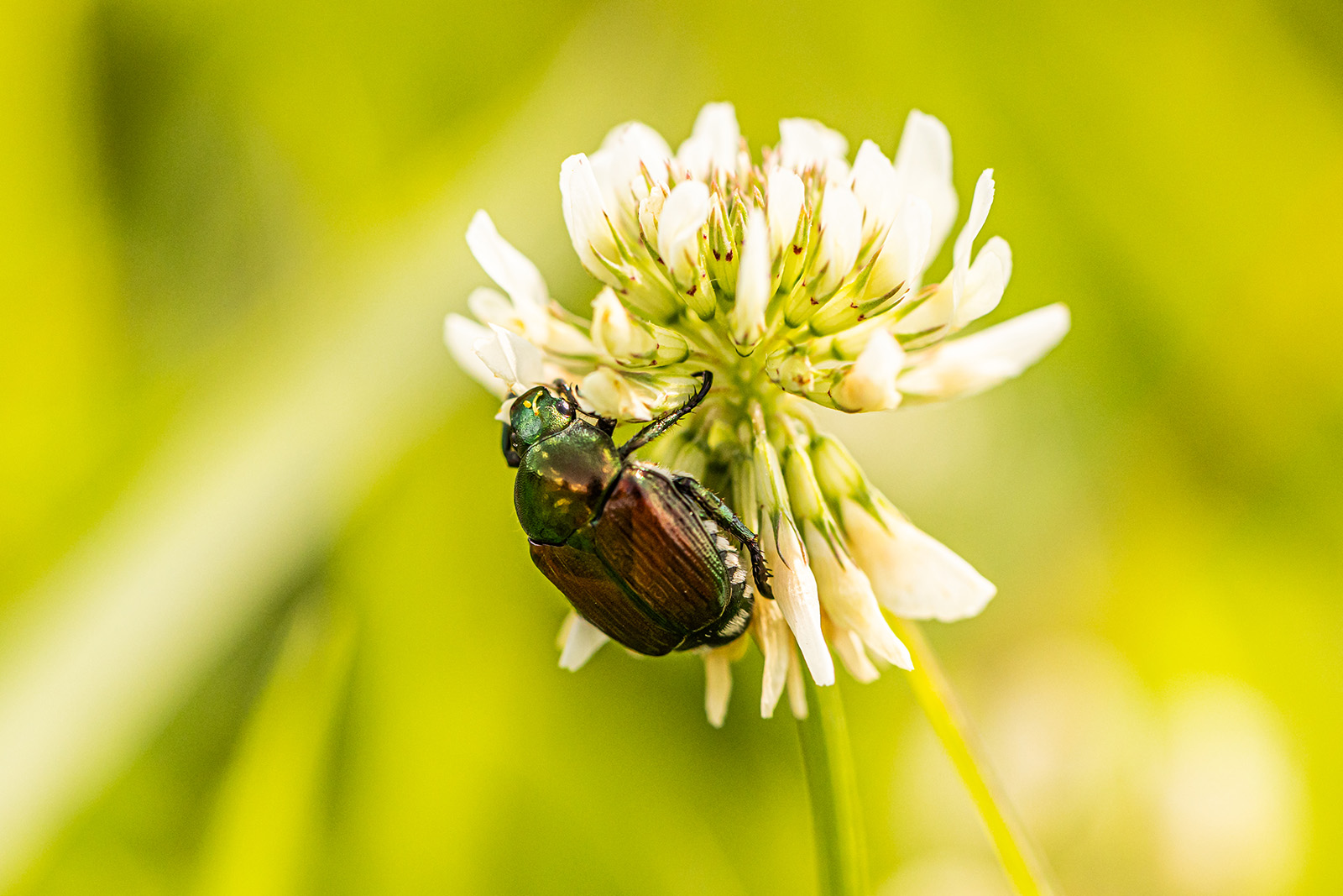 Roger Schultz Park | Manhattan, KS - littleleapling.com
